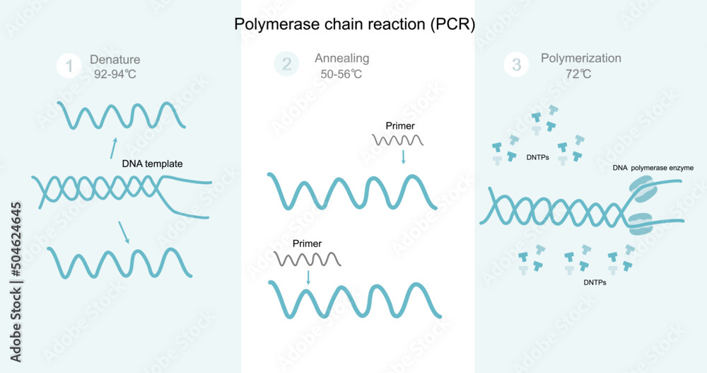 The steps of Polymerase Chain Reaction (PCR) : Denaturation, Annealing ...
