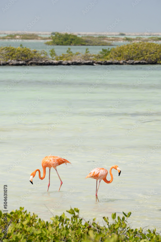 American Flamingos Food
