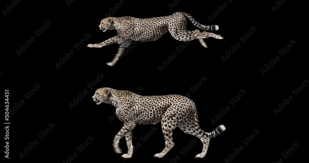 Set of cheetah walking and running realistic animation. Isolated animal ...