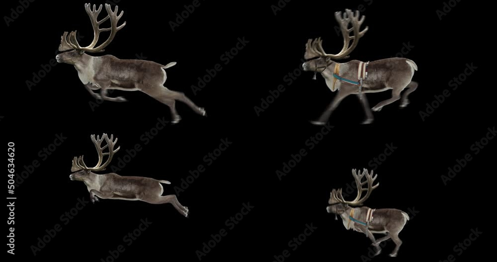 Set of Caribou running and jumping realistic animation. Isolated animal ...