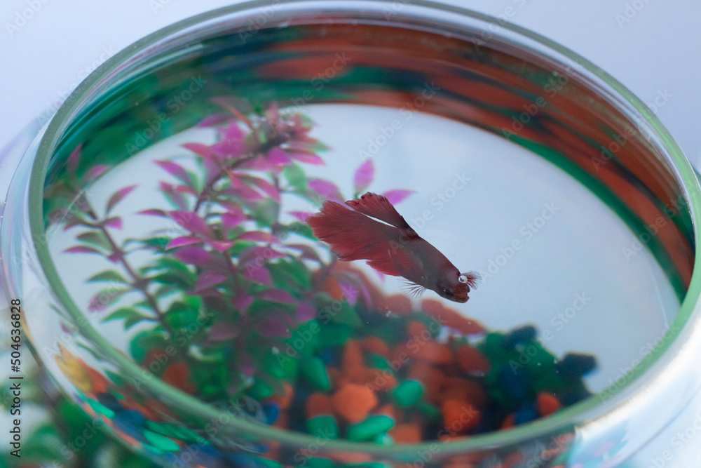 Red and orange colored swordtail also known as xiphophorus. Fish is ...