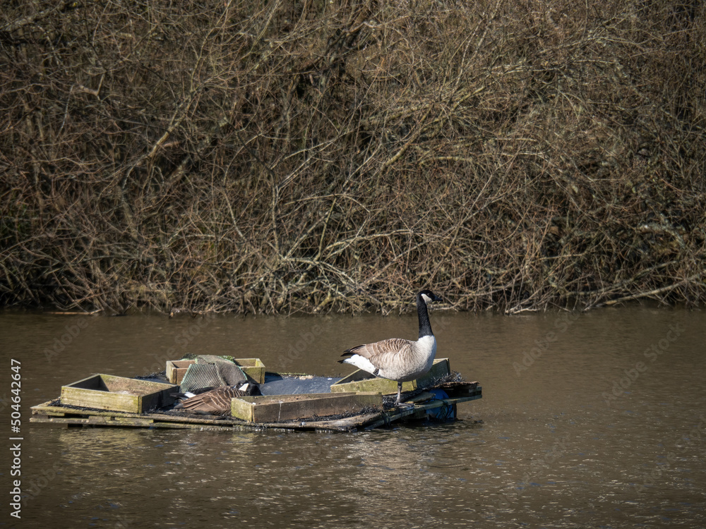 Canada Geese aka Branta canadensis nesting on Sanctuary Lake in Kenwith ...
