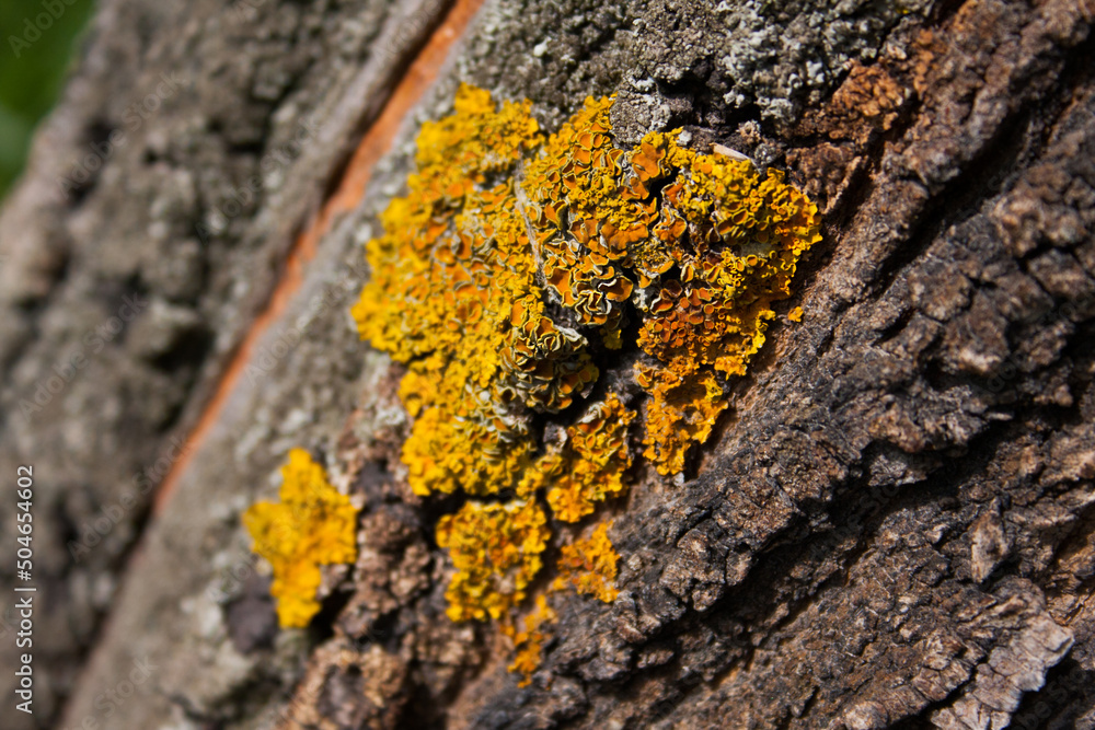 Background with yellow mushrooms growing on javorové tree bark. Yellow ...