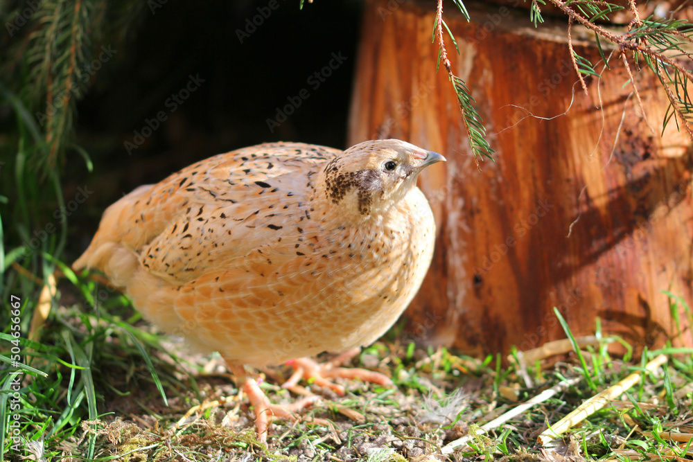 Laying quail in a habitat suitable for the species Stock Photo | Adobe ...