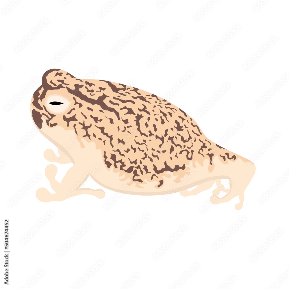 Desert Rain Frog, South African sand frog. With a white background ...
