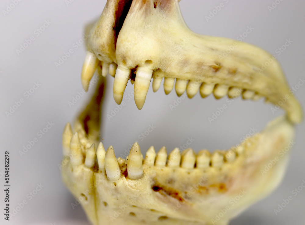 Specimen of the jaw skeleton of Japanes red sea bream(5Kg), close up ...