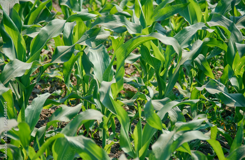 Agricultural fields of young maize plants in the eastern fringe of ...