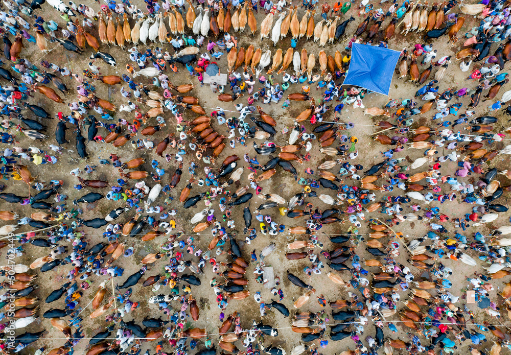 Thousands of cows are lined up to be sold at a bustling cattle market ...