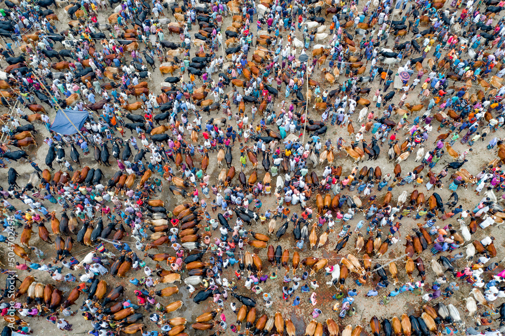 Thousands of cows are lined up to be sold at a bustling cattle market ...