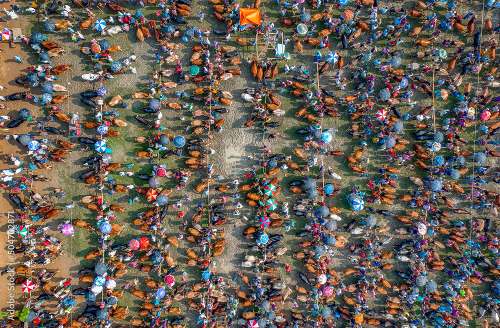 Thousands of cows are lined up to be sold at a bustling cattle market ...