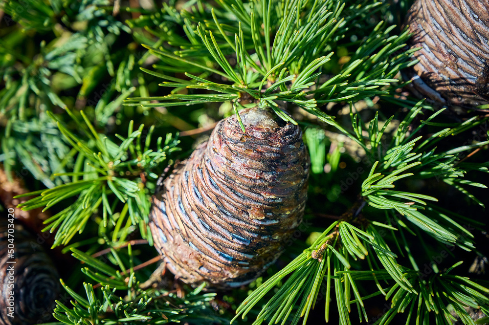 branches with cones of Himalayan cedar (Cedrus deodara, deodar cedar ...