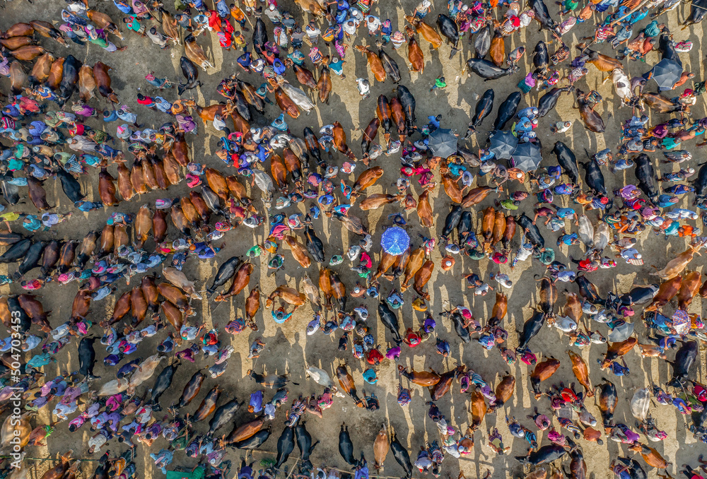Thousands of cows are lined up to be sold at a bustling cattle market ...
