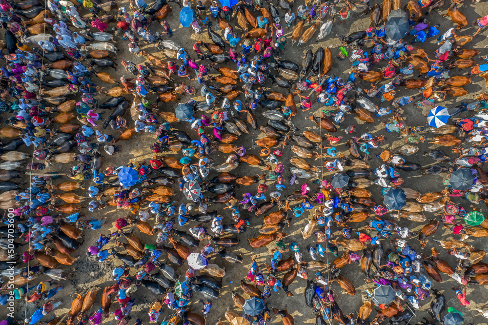 Foto de Thousands of cows are lined up to be sold at a bustling cattle ...