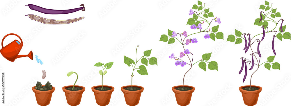 Life cycle of bean plant. Growth stages from seeding to flowering and ...