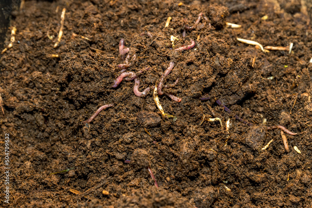 Earthworms on soil for organic fertilizer farming concept. Many ...