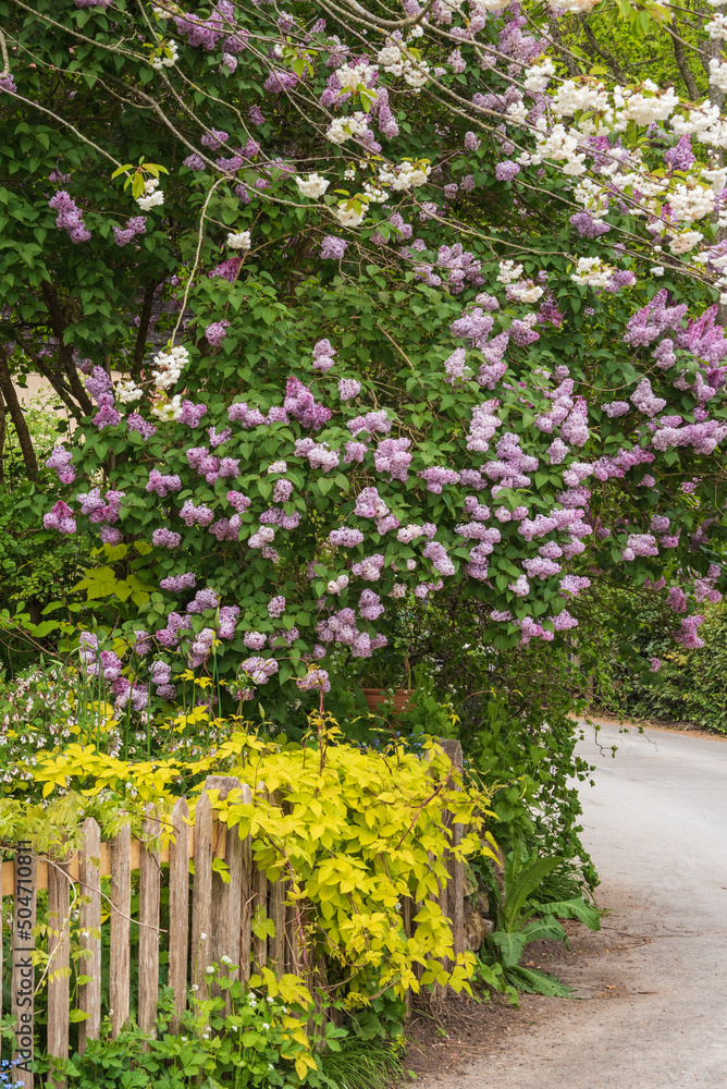 Beautiful Spring landscape image of typical English country garden ...