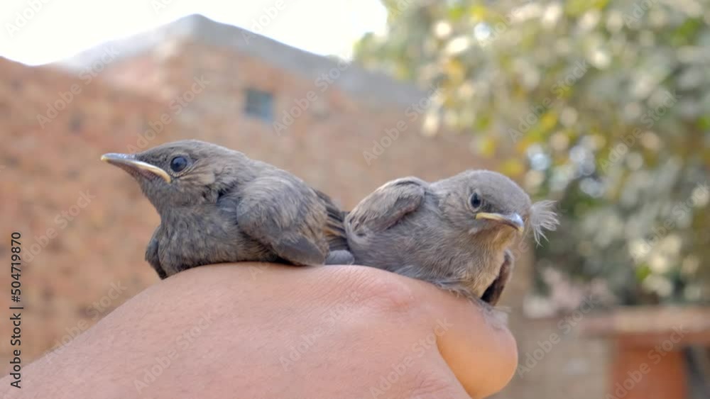 Man holding cute birds, holding small birds, beautiful footage of man ...