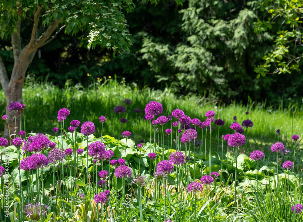 Cluster of purple allium flowers on tall stems growing in a grassy ...