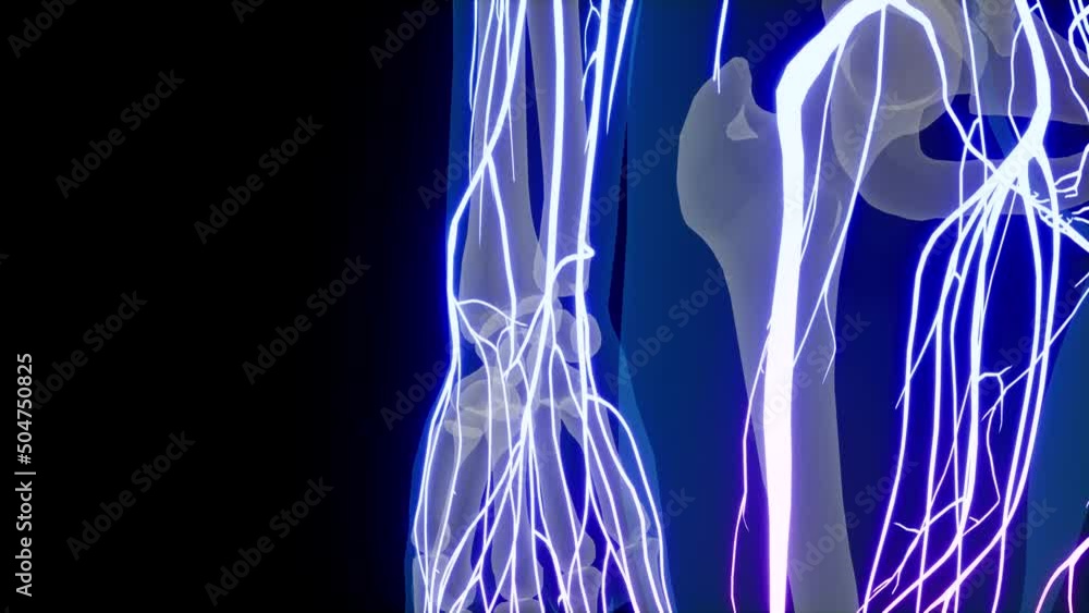 Central Organ of Human Nervous System Brain Anatomy. Human Central ...