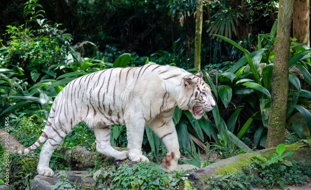 big white albino tiger, natural habitat. bleached tiger. Portrait ...