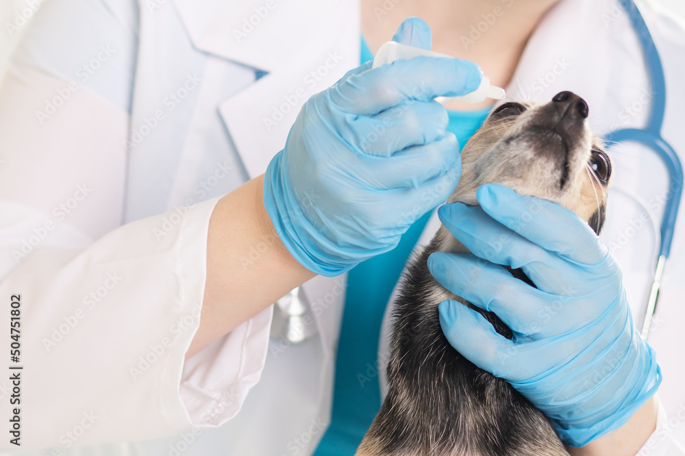 dog ophthalmology, eye drops for pets, veterinarian instills medicine ...