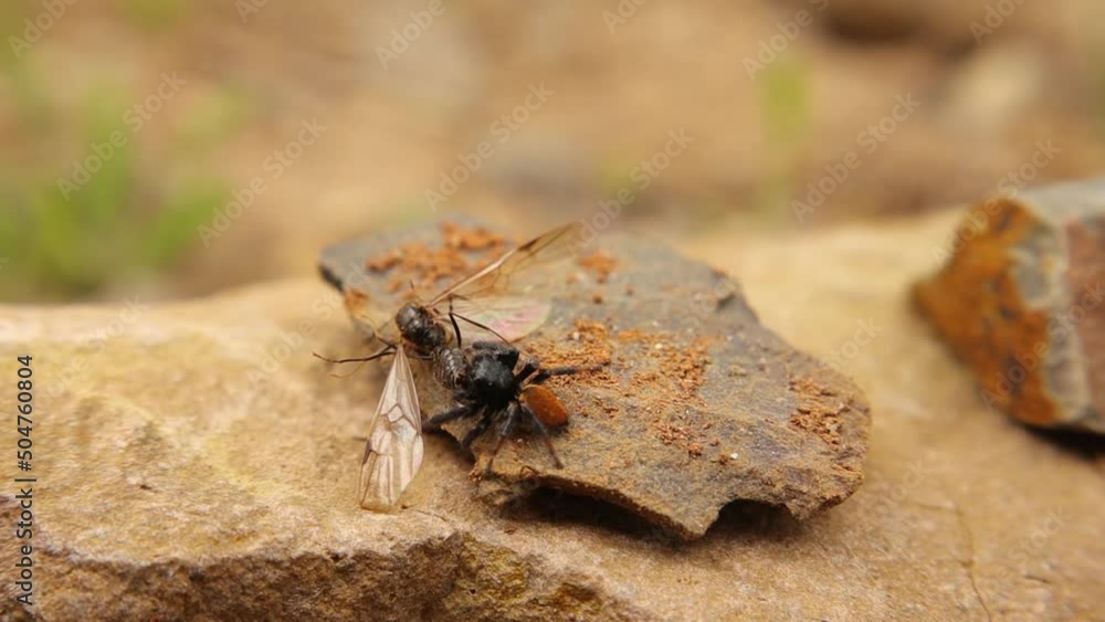 Ladybird spider (Male young, Eresus sandaliatus) preys on a flying ant ...