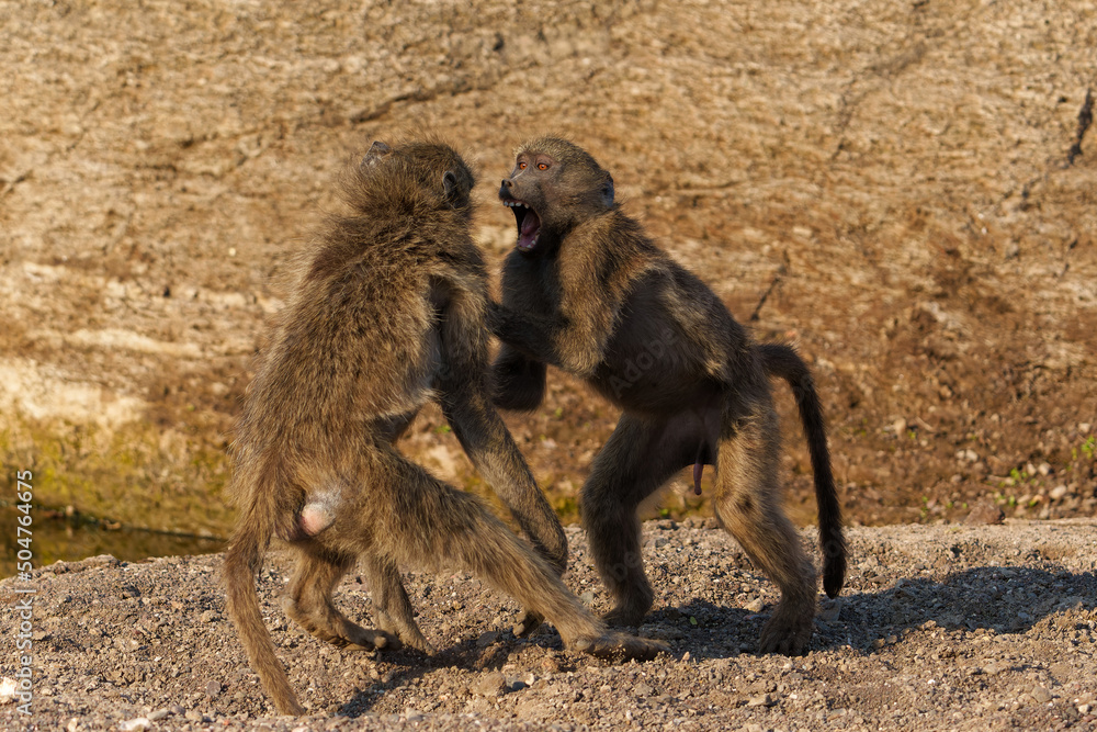 Foto de Chacma baboons (Papio ursinus), also known as the Cape baboon ...