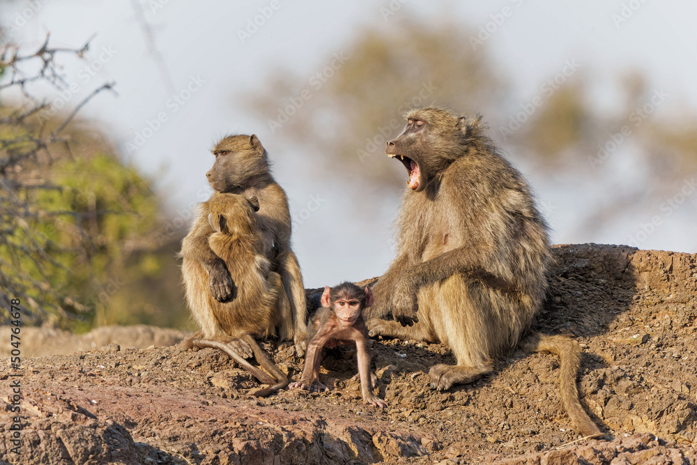 Chacma baboons (Papio ursinus), also known as the Cape baboon, family ...