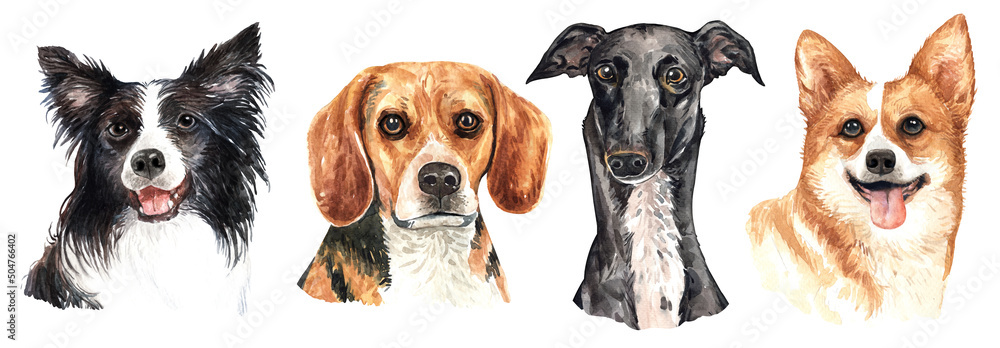 Set of watercolor portraits of 4 dog breeds Beagle, Border Collie ...