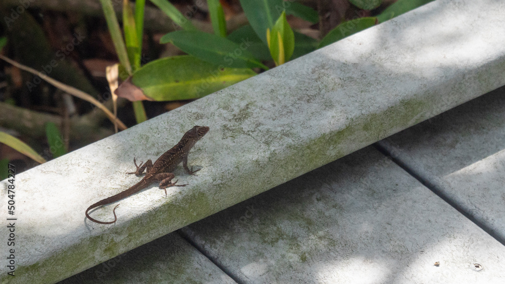 lizards boardwalk mangrove florida everglades reptile animal wildlife ...
