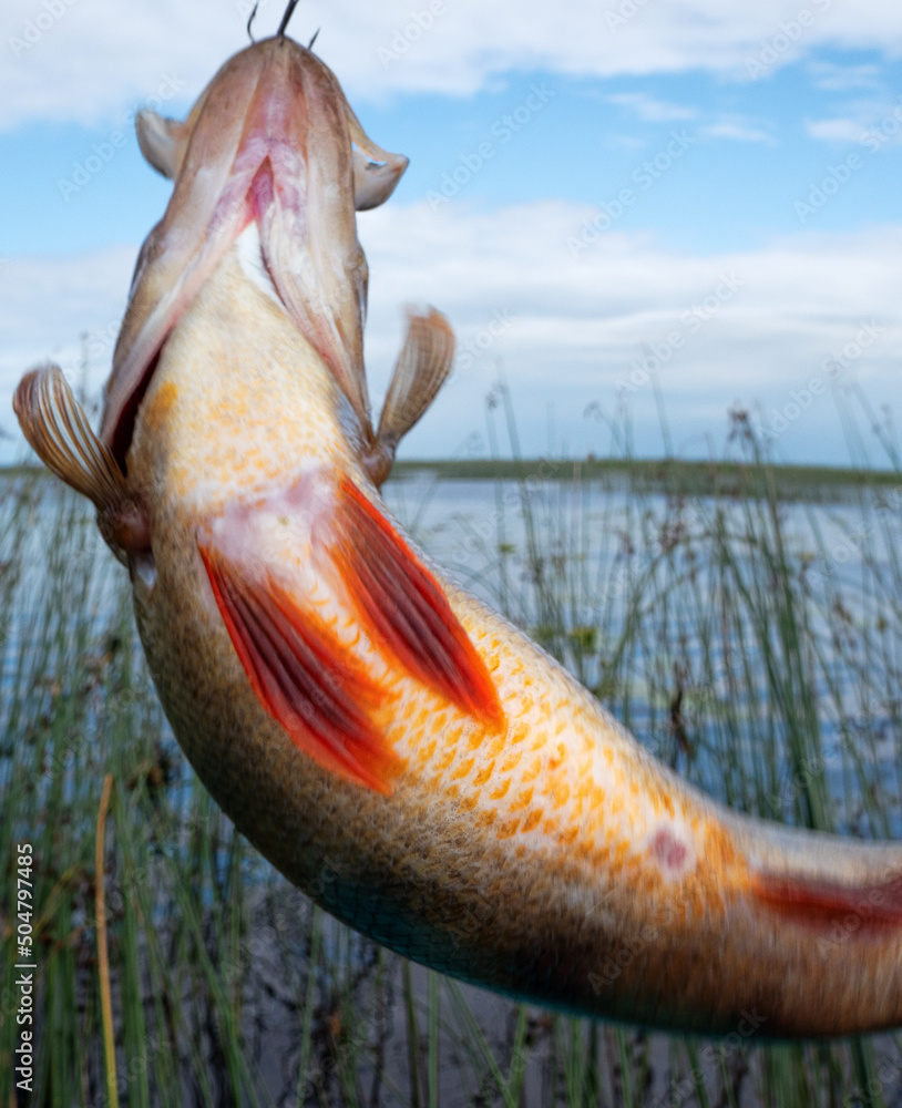 Trophy fishing. This European Perch (rivers perch) weighing 1.2 ...