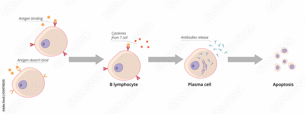 Detailed scheme of B cell activation. Mature B cell encounters antigen ...