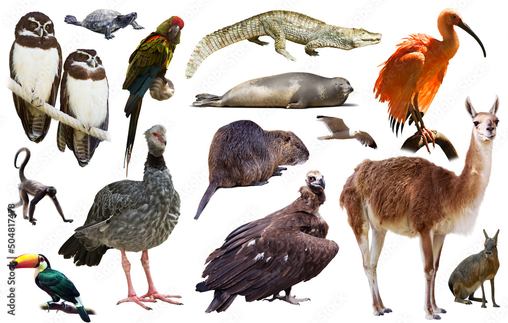 South American Reptiles