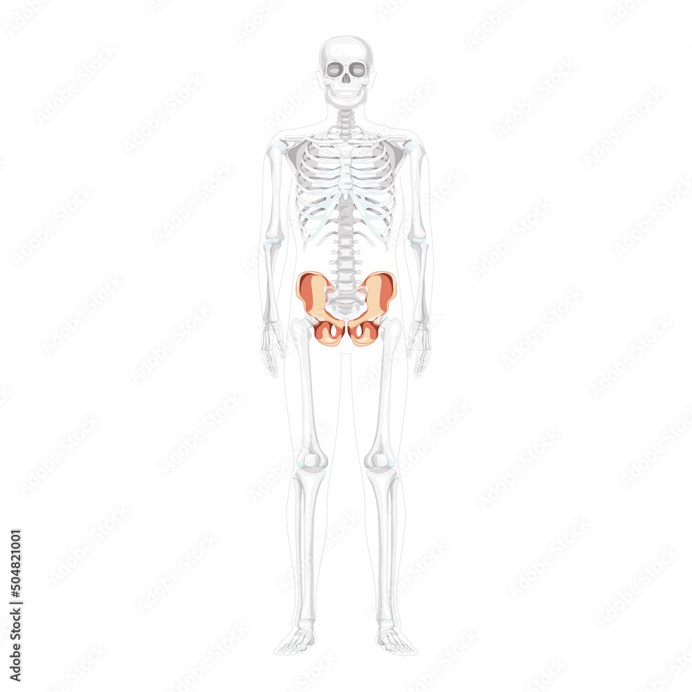 Skeleton Pelvis hip bone Human front Anterior ventral view with partly ...