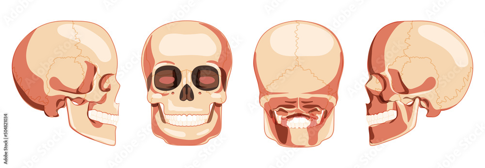 Set of Human head Skull Skeleton front back side view. Anatomically ...