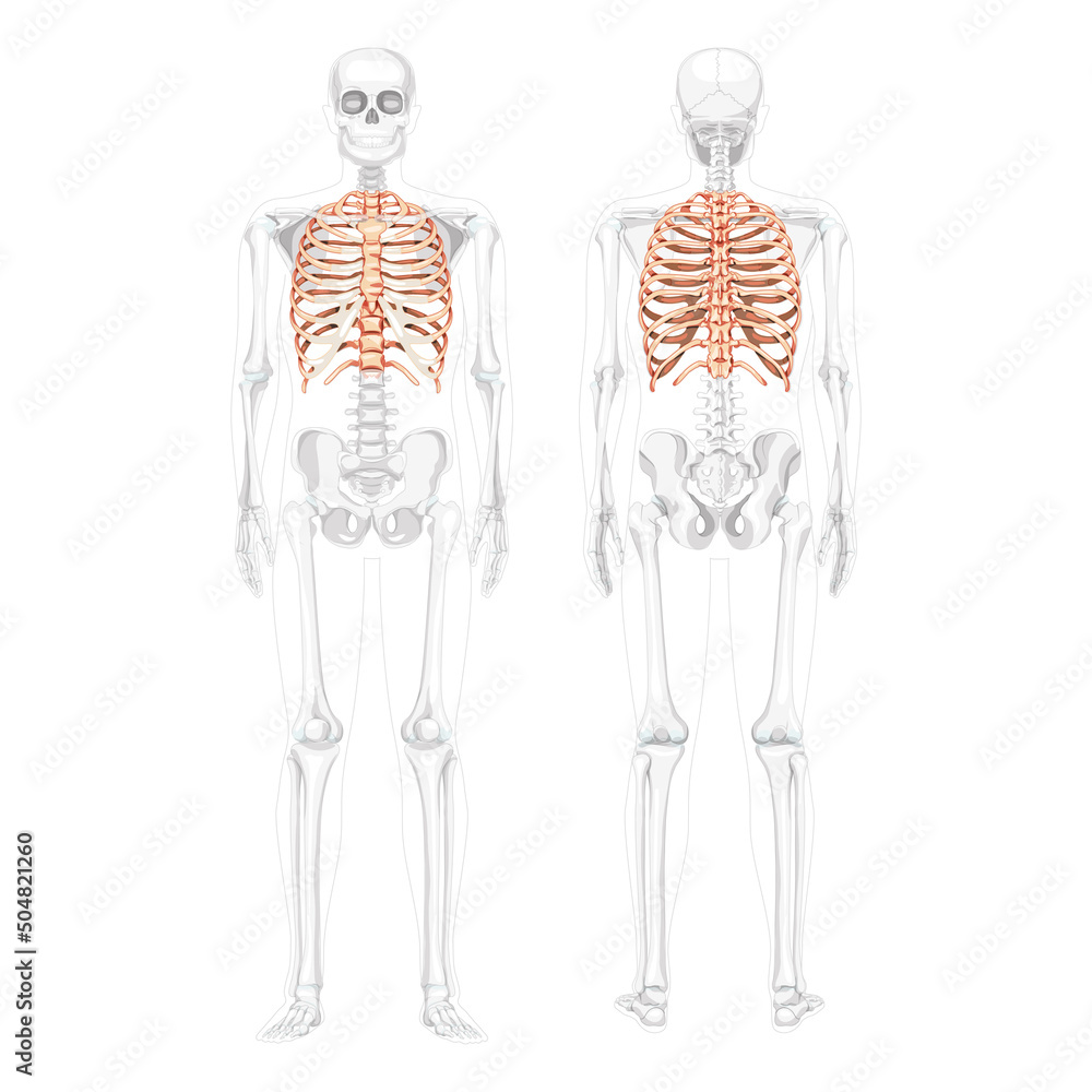 Rib cage Skeleton Human front back view with partly transparent bones ...