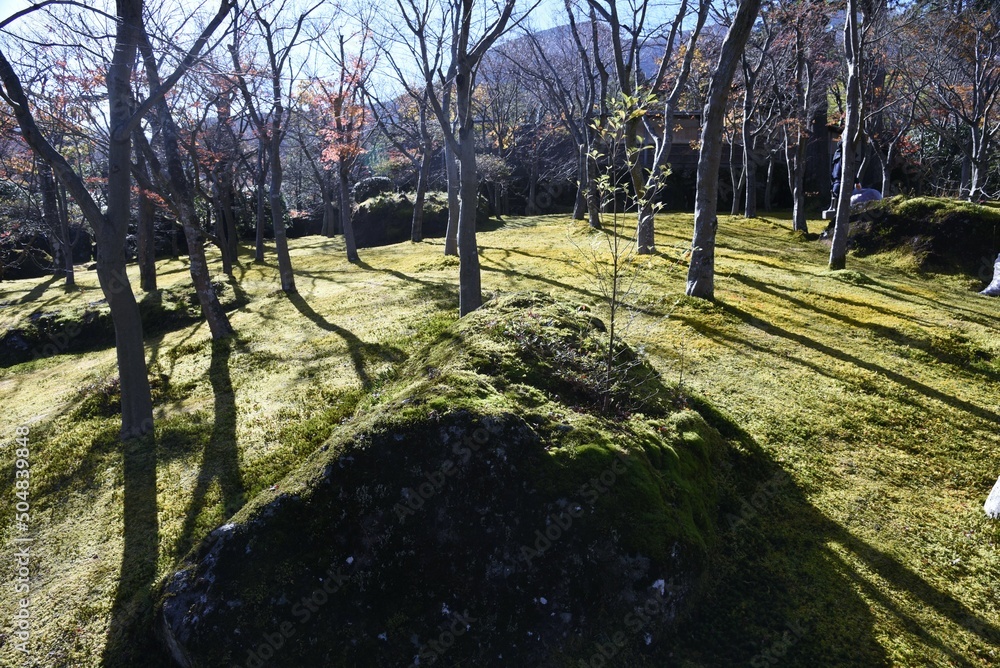A scene of moss growing.Moss is used for Japanese-style gardens and ...