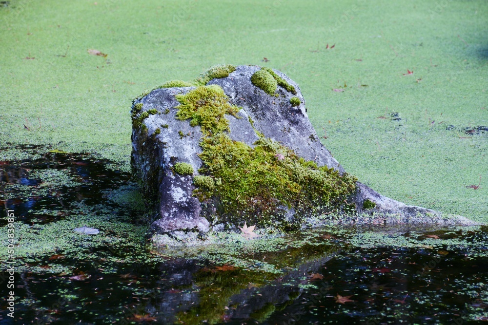 A scene of moss growing.Moss is used for Japanese-style gardens and ...
