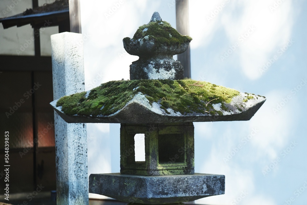A scene of moss growing.Moss is used for Japanese-style gardens and ...