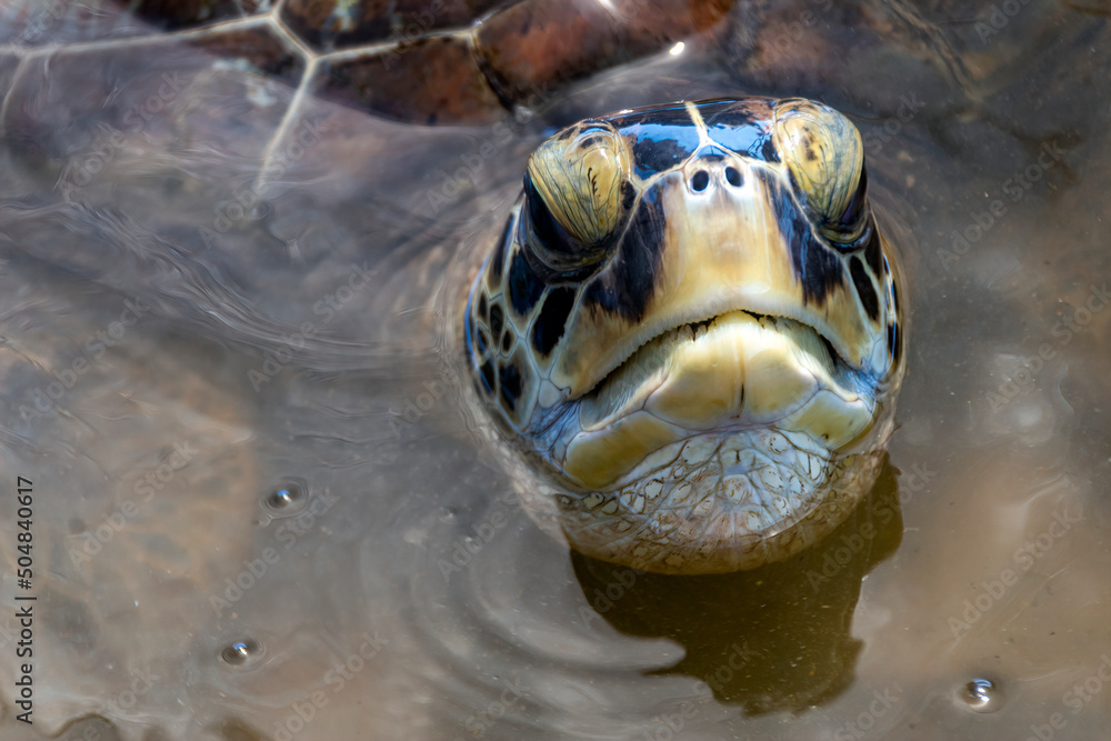 The green sea turtle, is a species of large sea turtle of the family ...