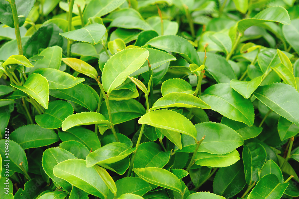 Morning green tea leaves , Green tea ready to harvest ,Tea plantation ...