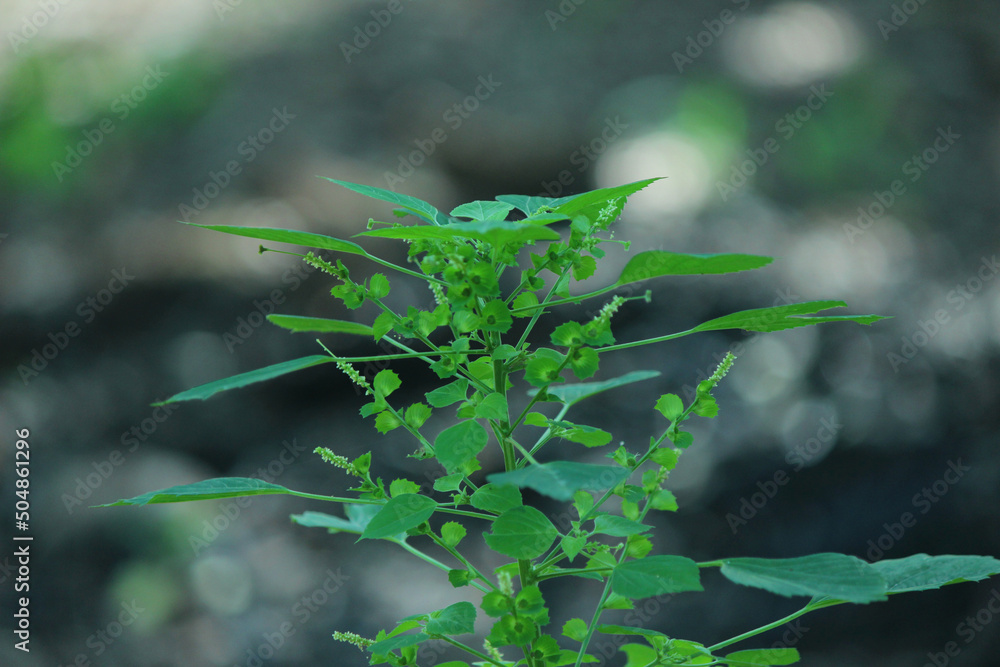 Acalypha indica is an herbaceous annual plant Stock Photo | Adobe Stock