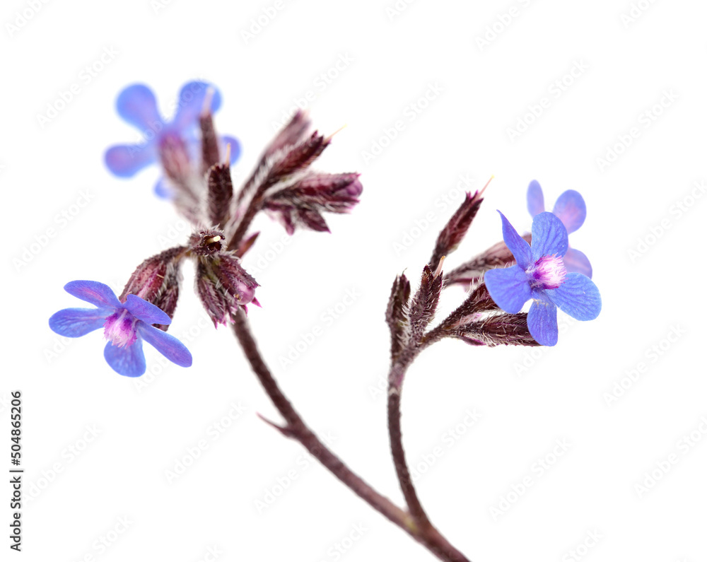 Flora of Gran Canaria - blue flowers of Anchusa azurea, garden anchusa ...