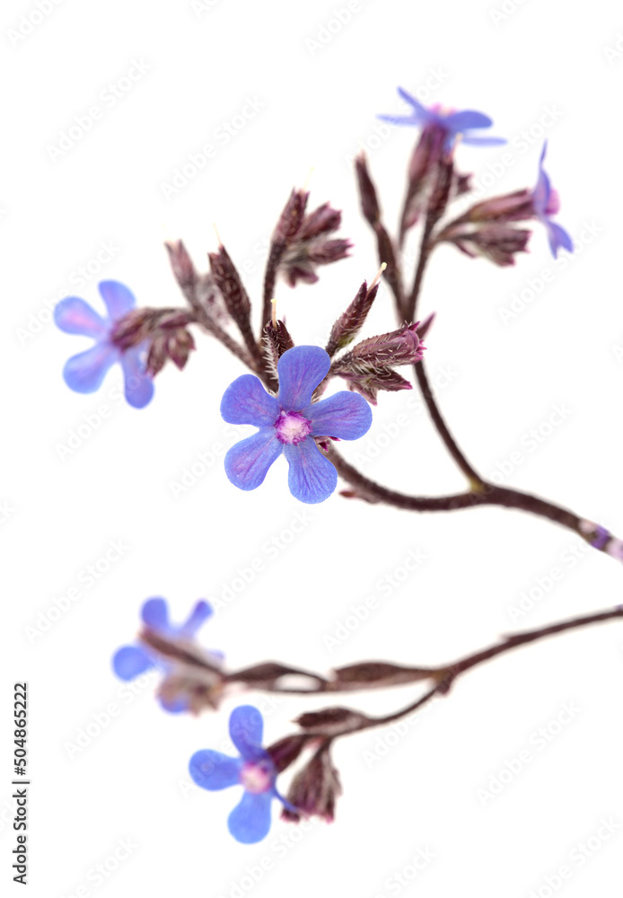 Flora of Gran Canaria - blue flowers of Anchusa azurea, garden anchusa ...
