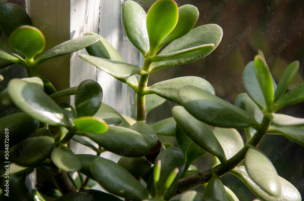 Beautiful tropical plant krassula or another named money tree is ...