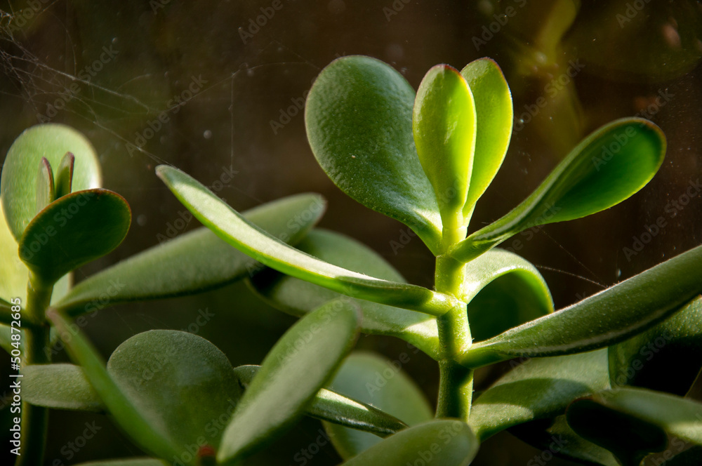 Beautiful tropical plant krassula or another named money tree is ...