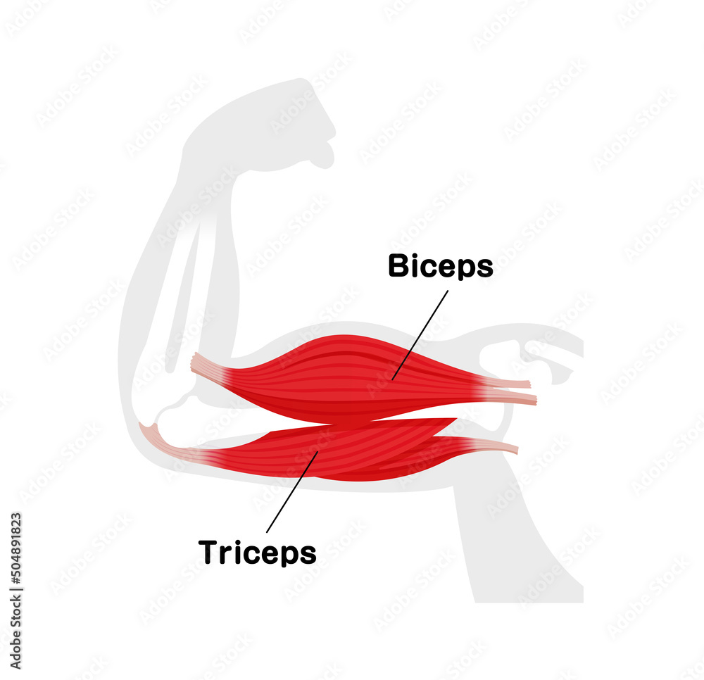 Arm muscle anatomical illustration ( biceps and triceps ) Stock Vector ...