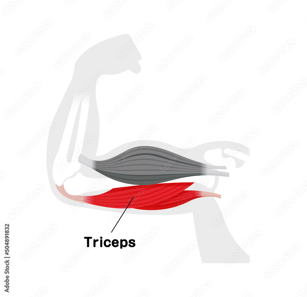 Arm muscle anatomical illustration ( triceps ) Stock Vector | Adobe Stock