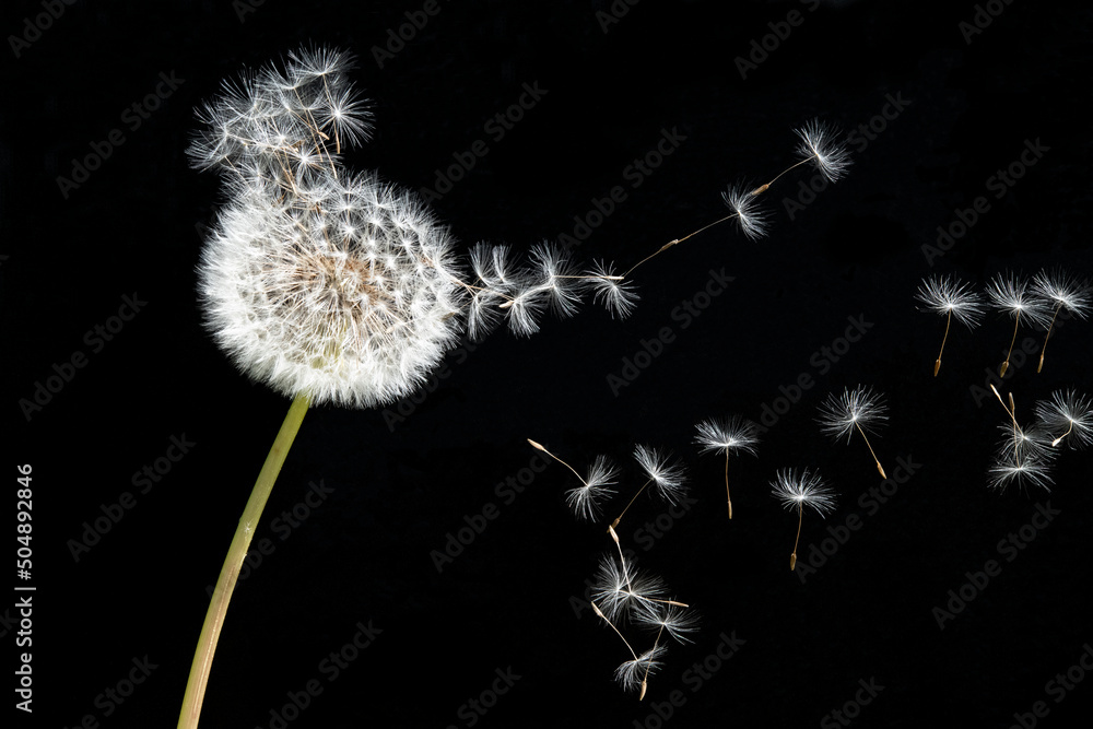 Löwenzahn Pusteblume mit fliegenden Samen vor schwarzem Hintergrund ...