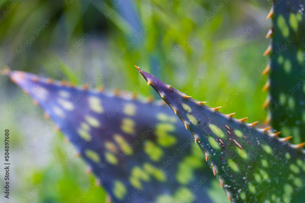 Aloe jucunda, an ornamental plant with green leaves, white spots ...